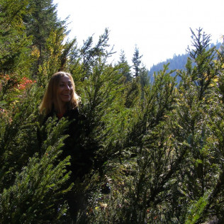 Pacific Yew Plant Profile | Bighorn Botanicals, Inc.