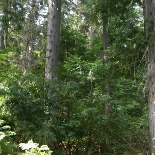 Pacific Yew Plant Profile | Bighorn Botanicals, Inc.